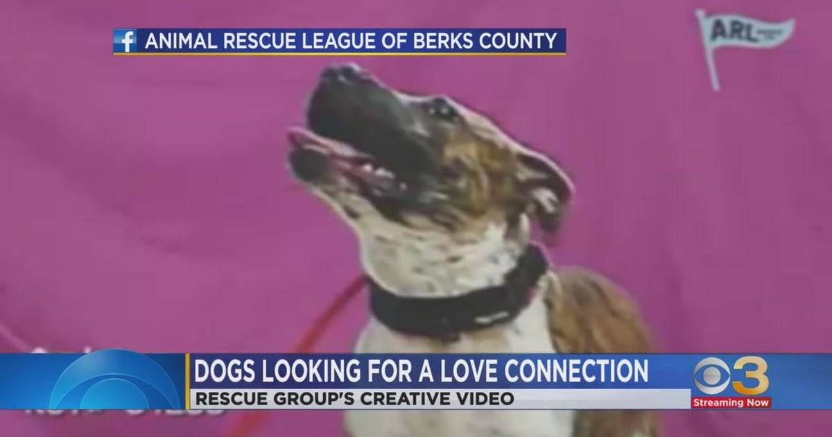 Berks County animal rescue group comes up with creative way to find ...