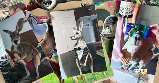 Have you seen Nigel? A Hood County couple is searching for their ...