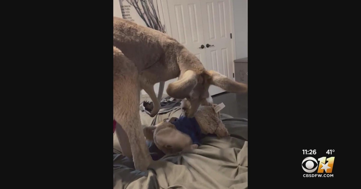 Nigel the kangaroo returns home to family in Hood County - CBS Texas