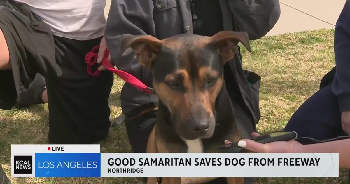 Good Samaritan nurse saves dog running on freeway - CBS Los Angeles