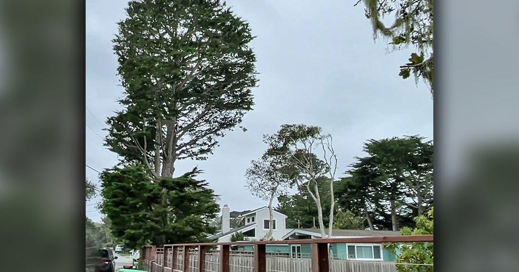 Pacific Grove couple frustrated they're not allowed to cut threatening ...