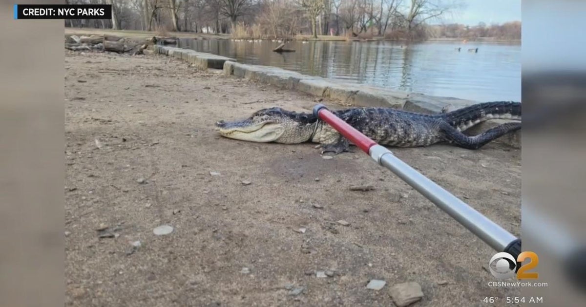 Alligator found in Prospect Park - CBS New York