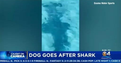 Caught on camera: Feisty dog goes after hammerhead shark in Bahamas ...