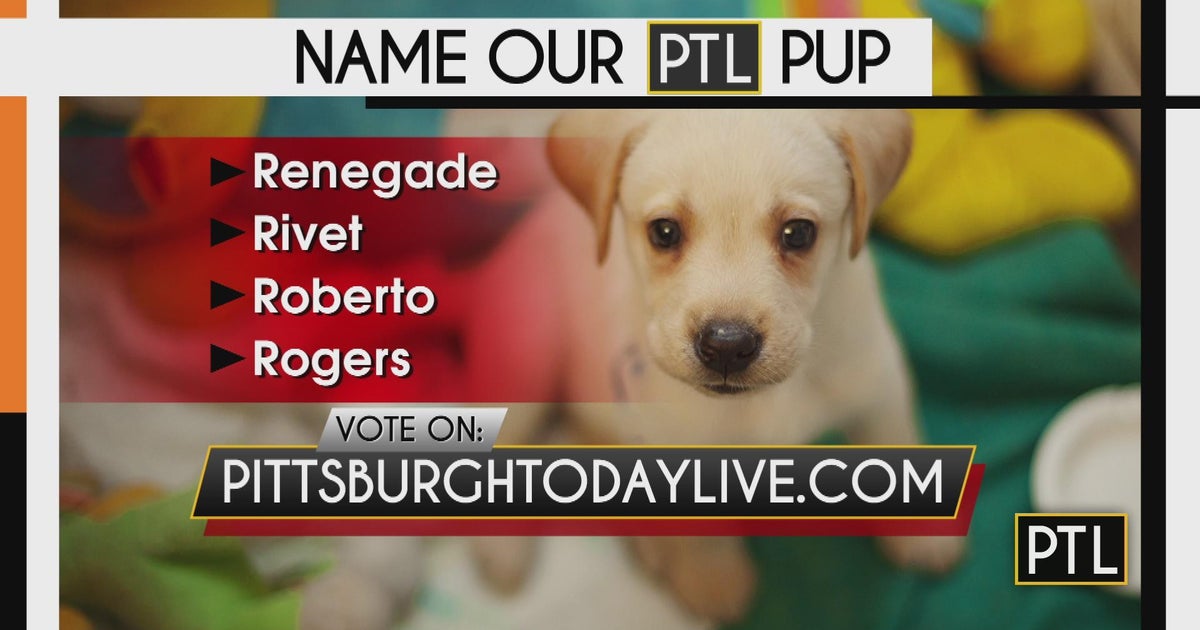 Name our next PTL pup! - CBS Pittsburgh