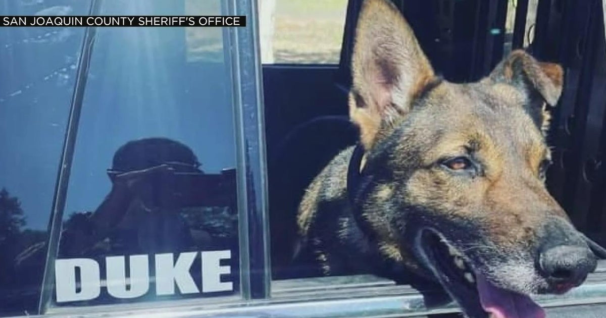 Proposed bill to keep law enforcement K9s safe draws debate - CBS Sacramento