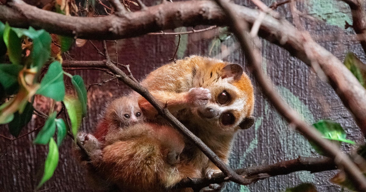 Twin endangered pygmy slow lorises born at the Lake Superior Zoo - CBS Minnesota