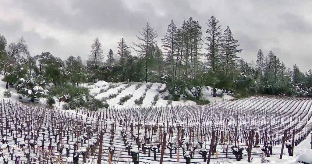 Wine Country grape grower awakens to snow-covered vineyard - CBS San ...