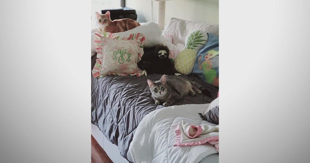 What Caught My Eye: Feb. 26, 2023 - CBS Chicago