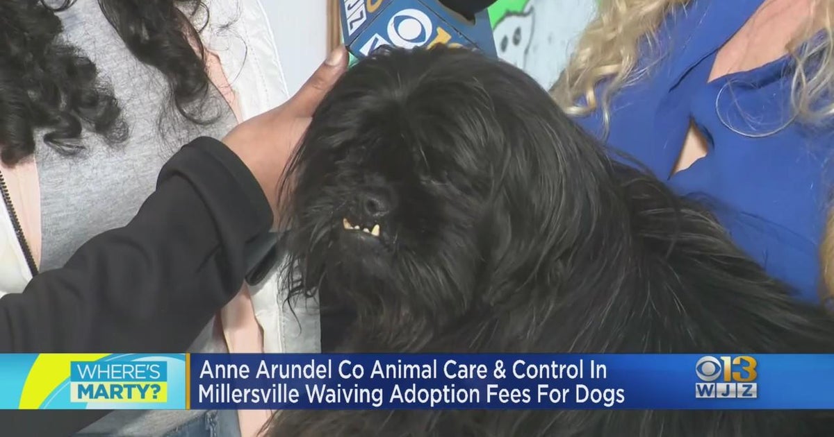 Where's Alexus? At Anne Arundel Co. Animal Care & Control - CBS Baltimore