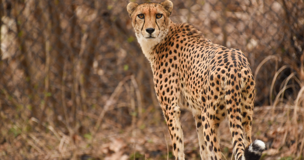 "Bud" the cheetah euthanized at Maryland Zoo after illness - CBS Baltimore