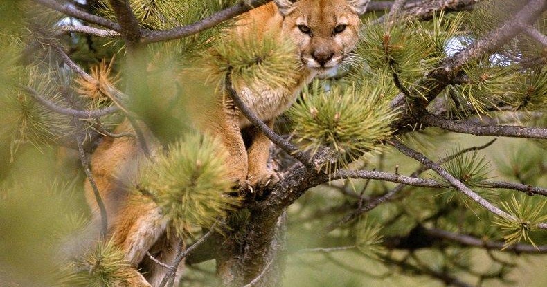 Rafters fight off mountain lion attack with their paddles in "remote ...
