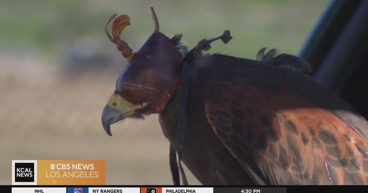 STEAM: Meet a master falconer - CBS Los Angeles