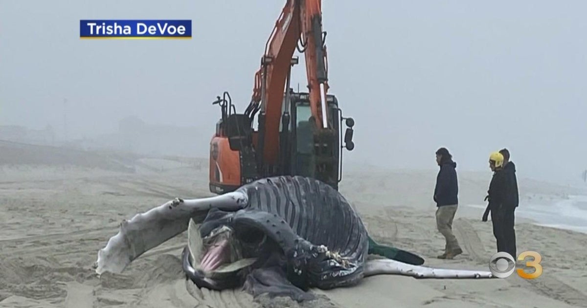 Whale washes ashore in Seaside Park, Ocean County - CBS Philadelphia