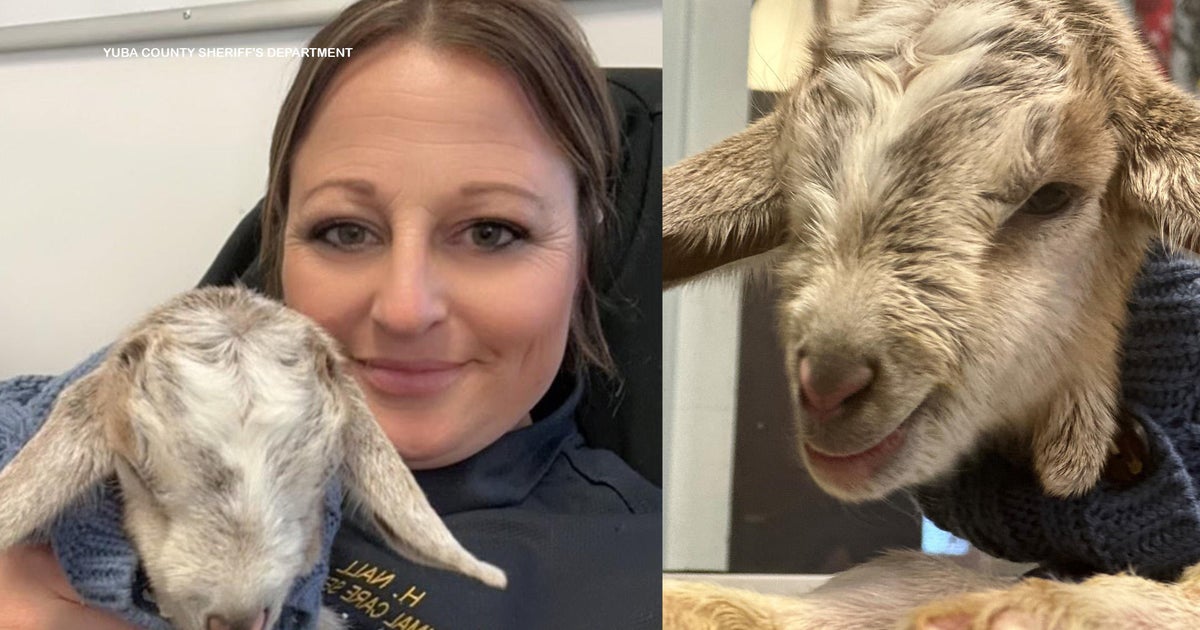 Yuba County animal care worker helps save life of mama goat and her ...