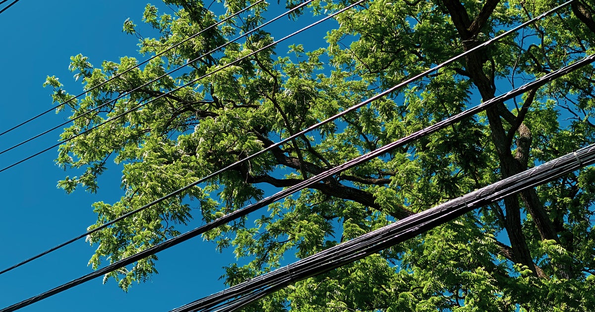 Man killed, left hanging from tree after touching live electrical wire ...