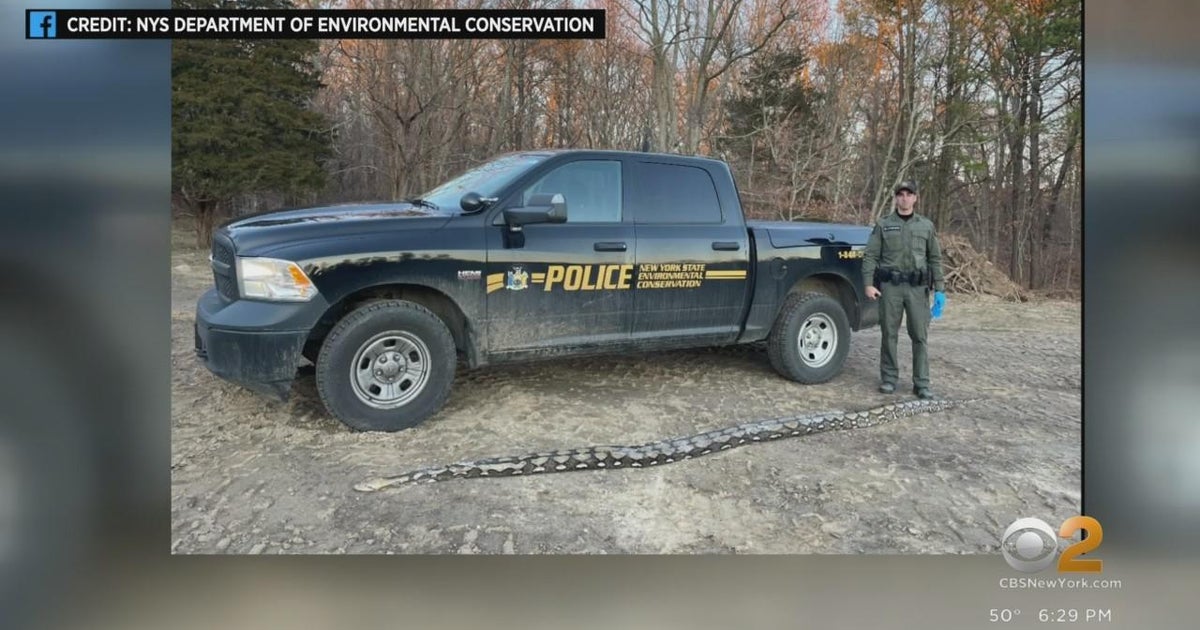 14-foot python found dead along Medford, Long Island, road - CBS New York
