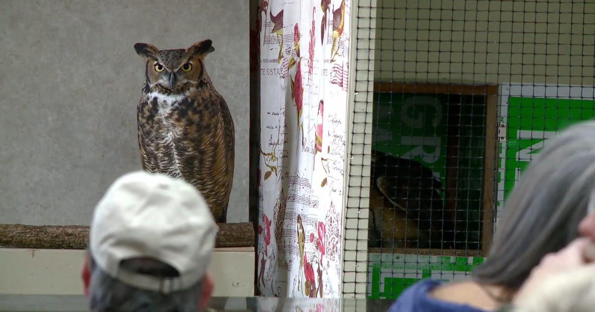 International Festival of Owls draws thousands to small Minnesota town ...