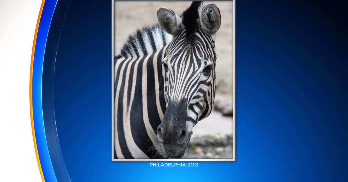 Laura, 24-year-old zebra, has died at the Philadelphia Zoo - CBS ...