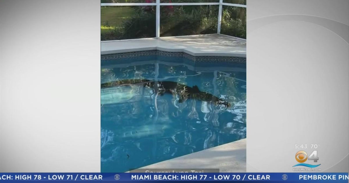 Gator found in Volusia Co. home's pool - CBS Miami