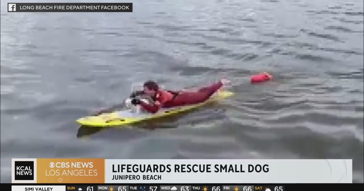 Lifeguards rescue small dog that swam out to sea in Long Beach - CBS ...