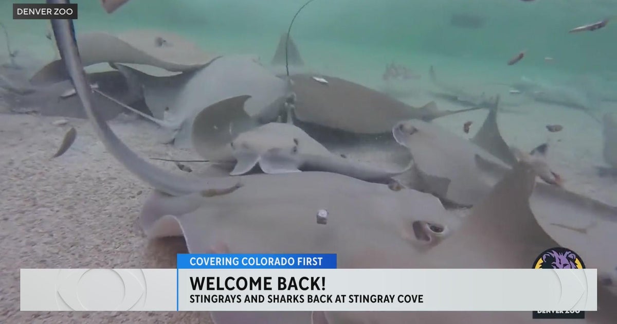 Stingrays, sharks make return to Denver Zoo - CBS Colorado