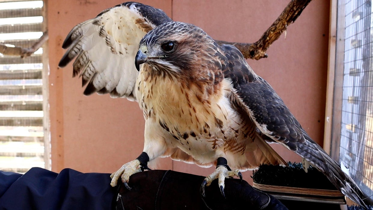 Hawk found after going missing, having habitat vandalized - CBS Chicago