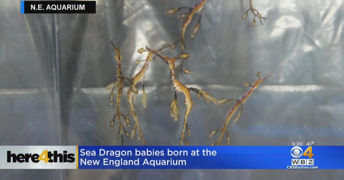 Seadragon babies born at New England Aqaurium - CBS Boston