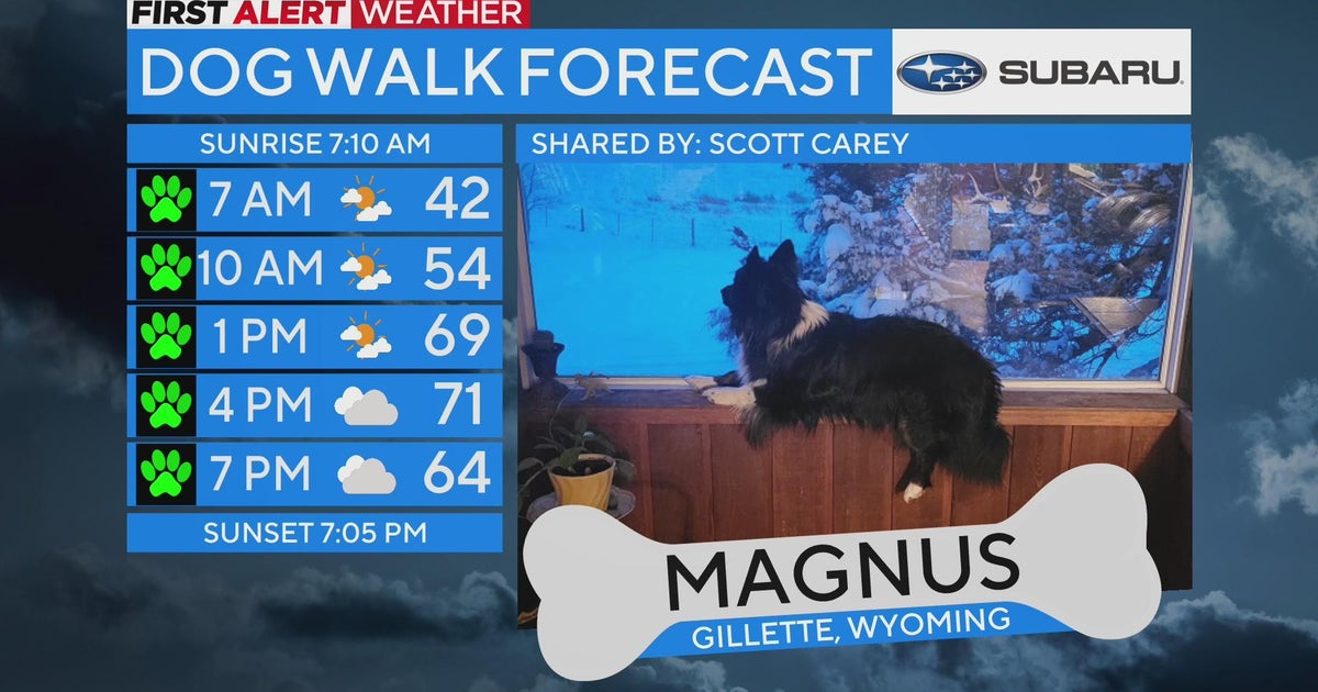 Magnus joins Dog Walk Forecast - CBS Colorado