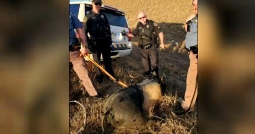 Larimer County deputies praised as heroes after wrangling runaway pig ...