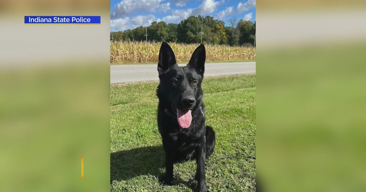 Indiana State Police K9 to receive donated vest - CBS Chicago