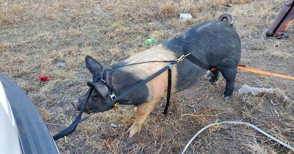 Larimer County deputies praised as heroes after wrangling runaway pig ...