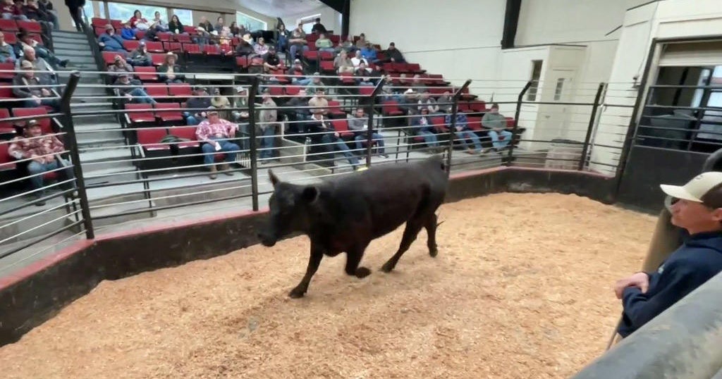 No-nonsense caller carries on cattle auction tradition on Central Coast ...