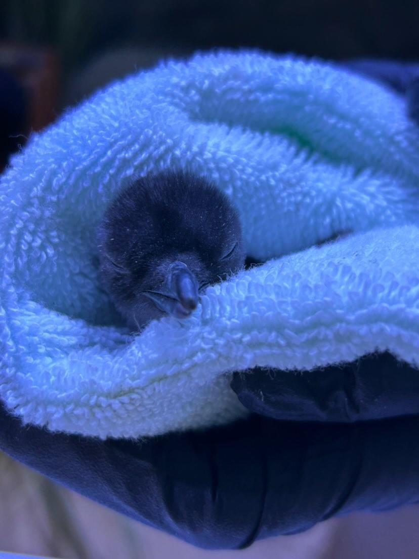 Help Adventure Aquarium pick name for new blue penguin chick - CBS ...