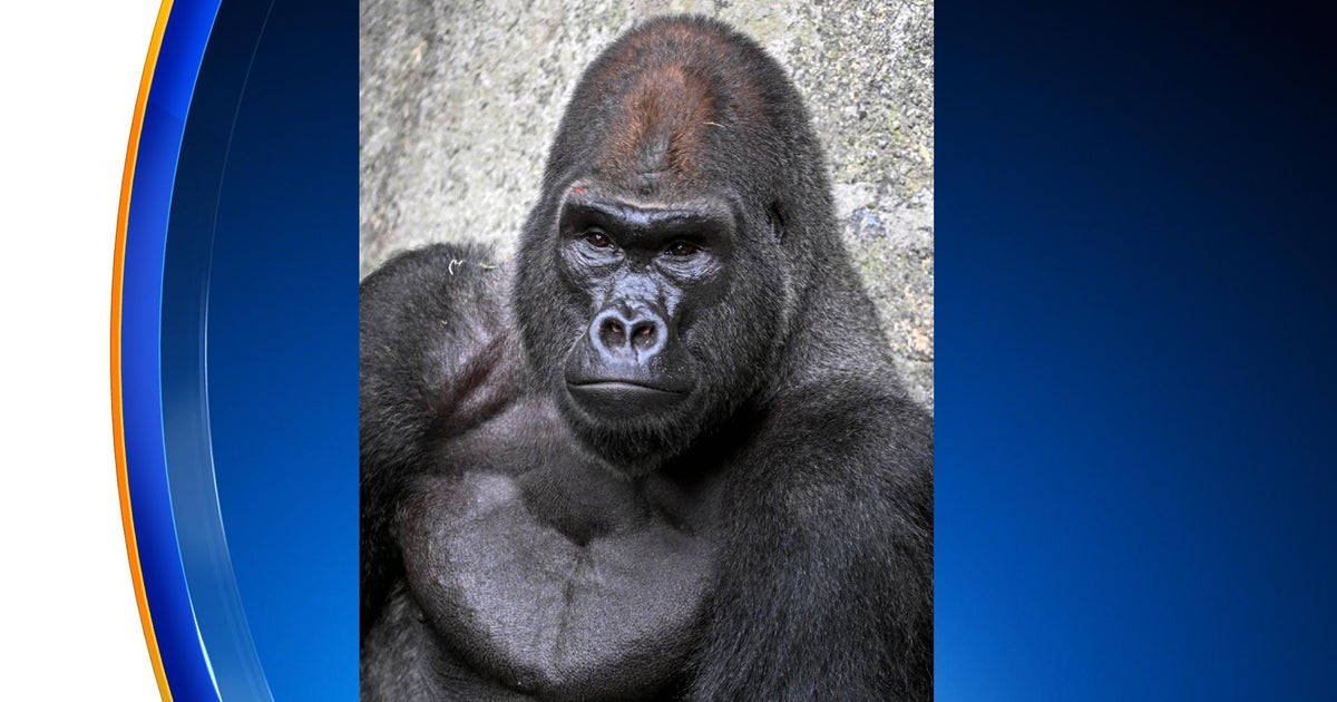 New silverback western lowland gorilla at Brookfield Zoo - CBS Chicago