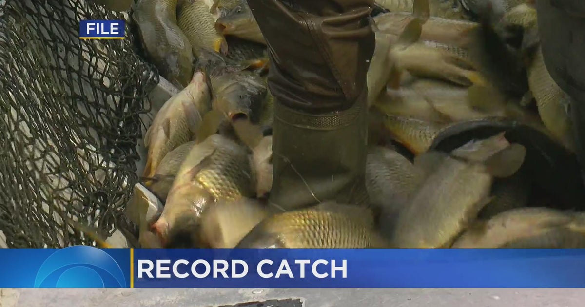 Fishing company nets record number of invasive carp in Mississippi ...