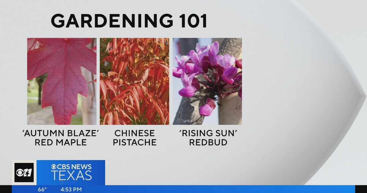 Gardening 101: Planting spring trees in North Texas - CBS Texas