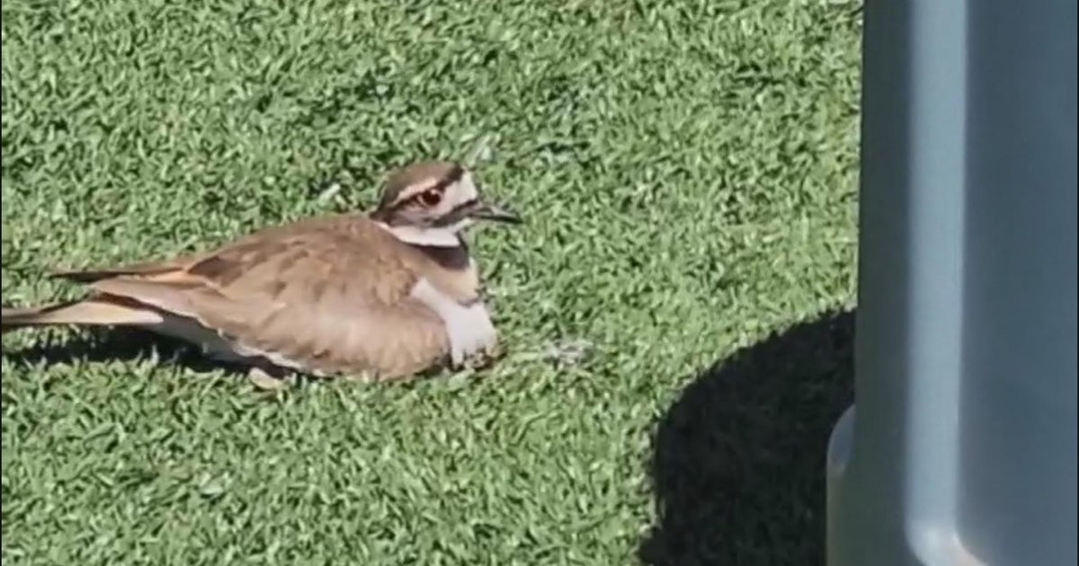 Huntington Beach high school protects killdeer bird eggs on school ...