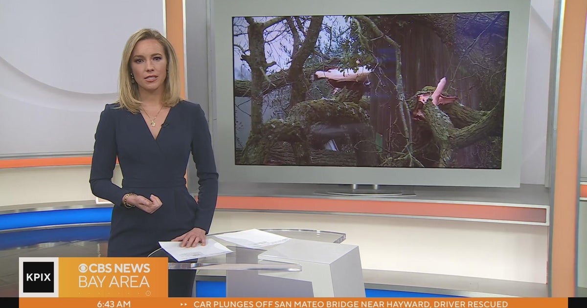 Arborist Alex Llamas talks about tree safety during this stormy season ...