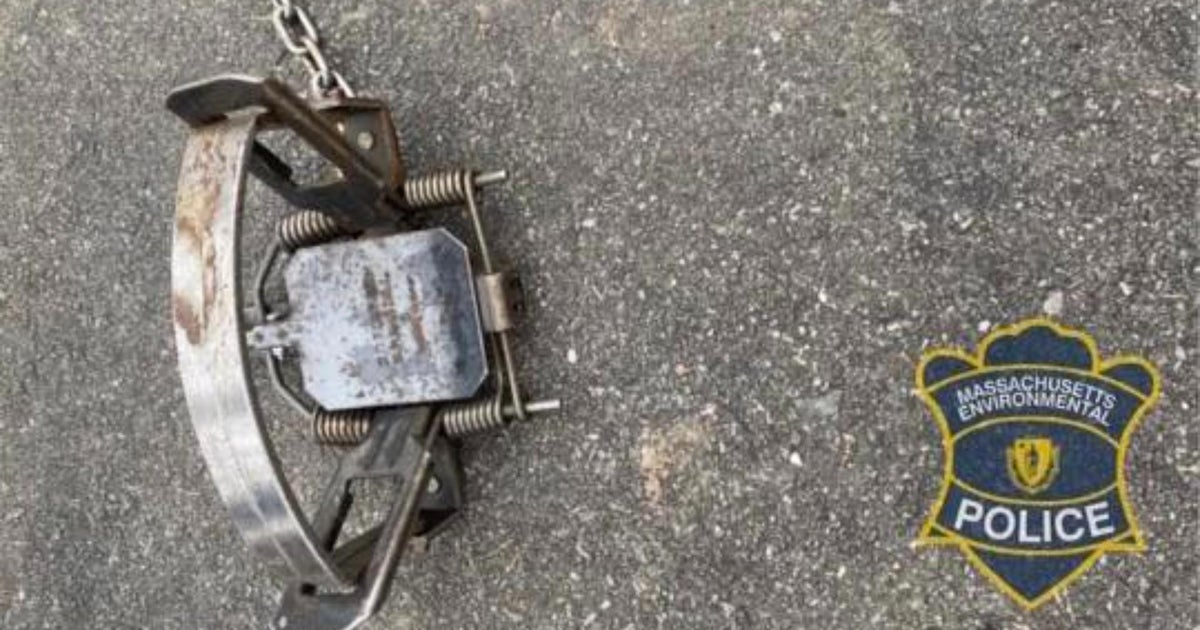 Coyote euthanized after getting caught in illegal trap in Taunton - CBS ...