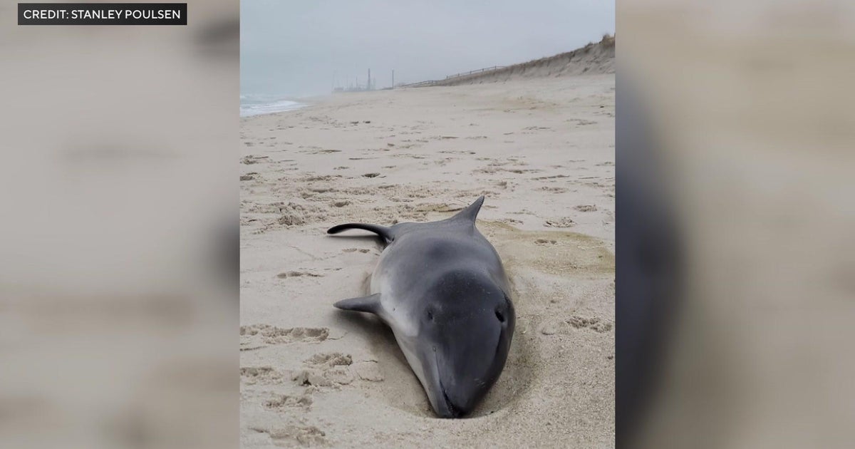 Dead dolphin washes up along New Jersey coastline, 24th since end of ...
