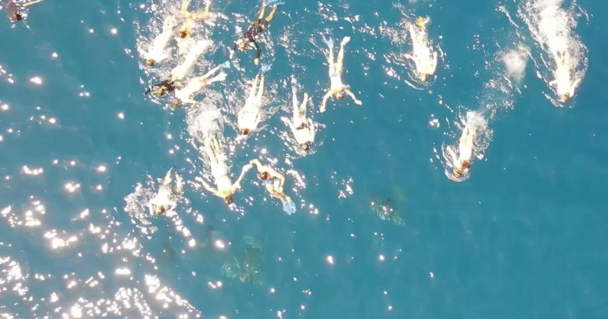 33 swimmers under investigation for "aggressively pursuing" dolphins in ...