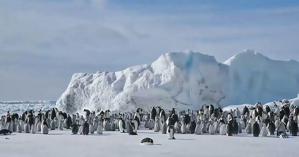 Bay Area researchers get up close and personal with Antarctic penguins ...