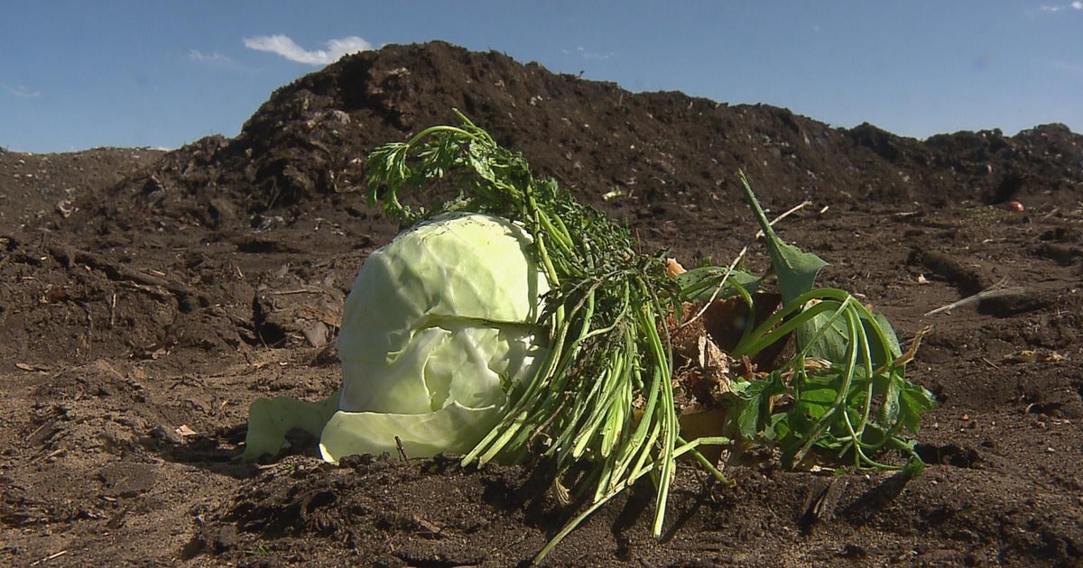 Many in the Denver Metro have new composting guidelines - CBS Colorado