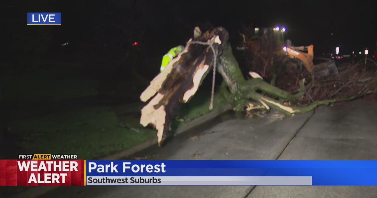 Storms send tree crashing to ground in Park Forest - CBS Chicago