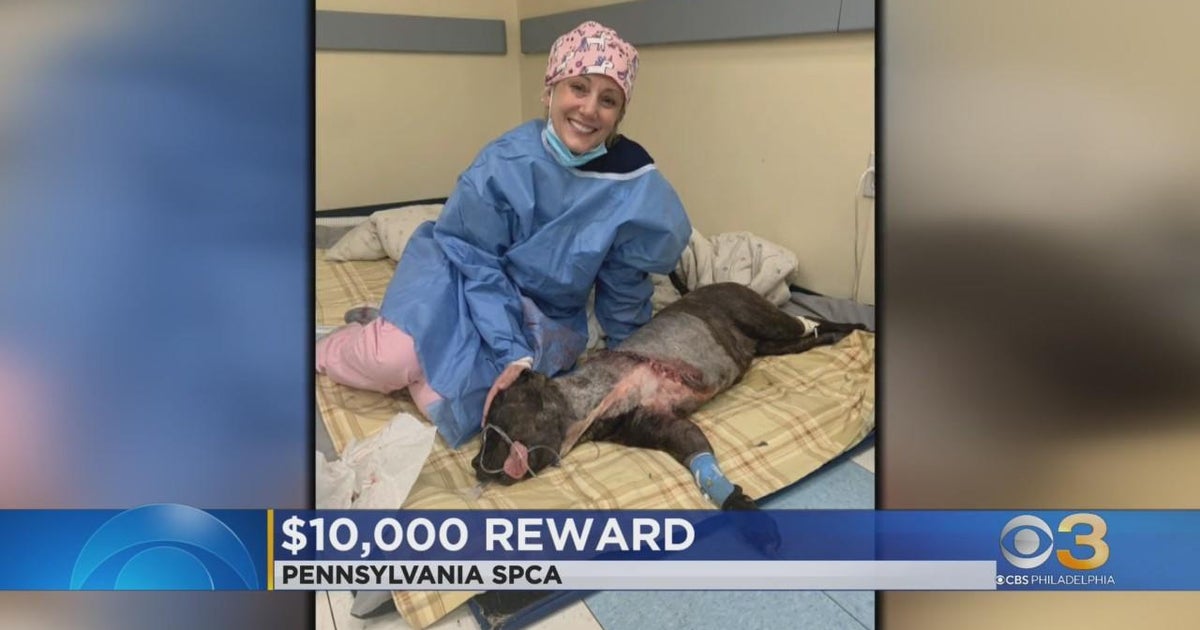 PSPCA offering $10K reward for information after 2 dogs shot - CBS ...