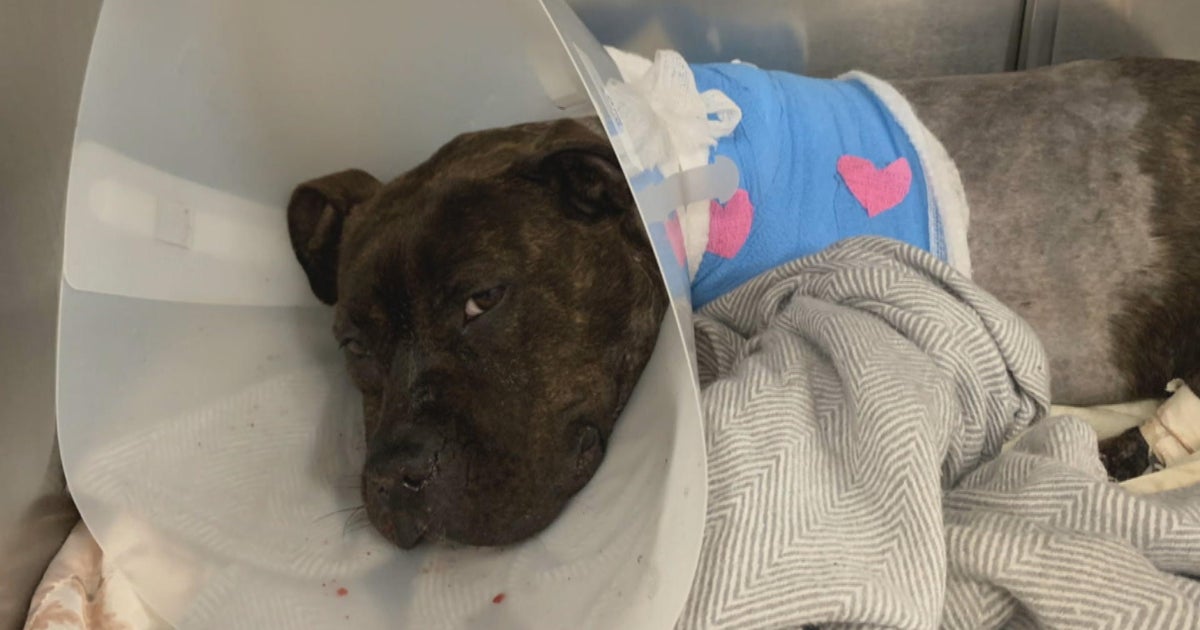 PSPCA offering $10,000 reward for 2 dogs shot in Kingsessing - CBS ...