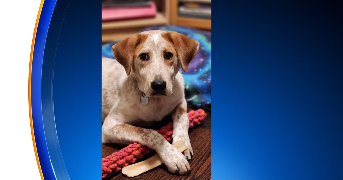 PAWS Pet of the Week: Garbo - CBS Chicago