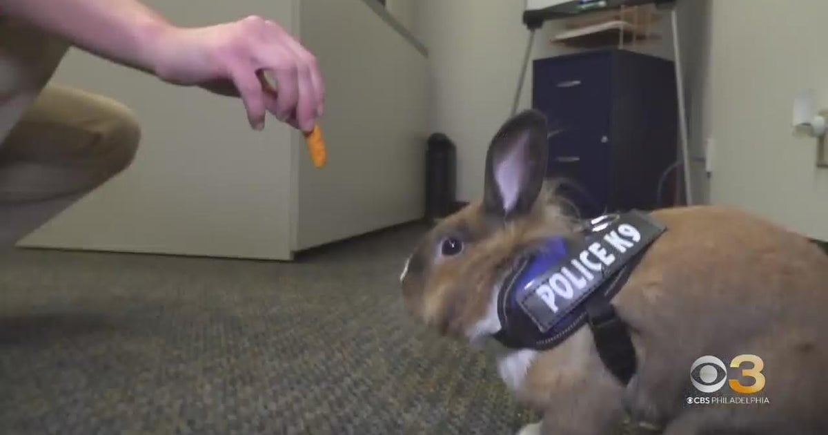 California police department introduces bunny as K-9 officer - CBS ...