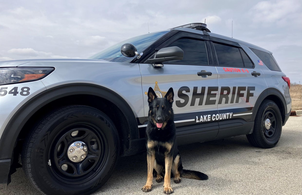 Lake Co. K9 Zeus to get body armor protection - CBS Chicago