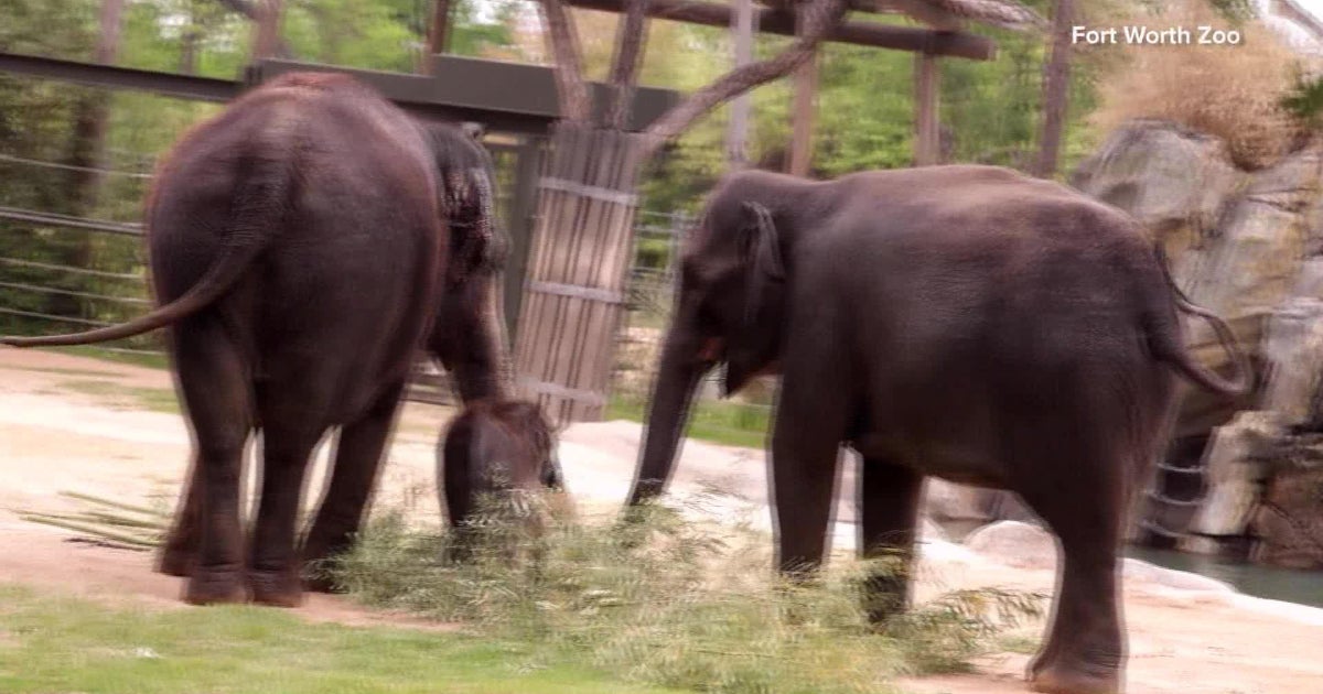 Baby Asian Elephant Makes His Debut at Fort Worth Zoo - CBS Miami